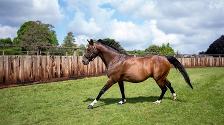 Frankel (GB) - Horse Profile - BloodHorse