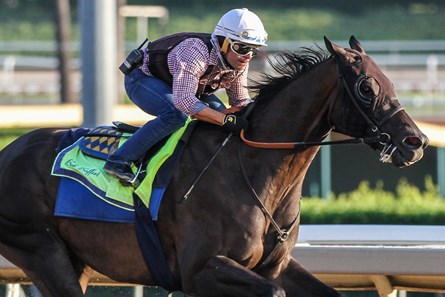 Midnight Memories - Horse Profile - BloodHorse