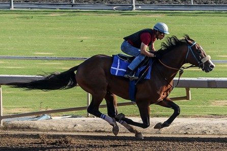 Express Train - Horse Profile - BloodHorse