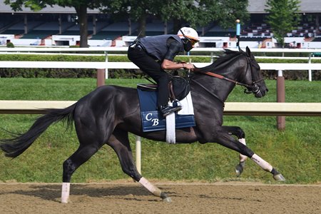 Zandon Makes First Appearance at Saratoga - TrueNicks.com