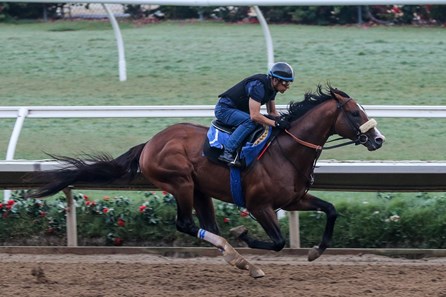 Express Train - Horse Profile - BloodHorse