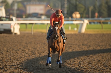 Rondure - Horse Profile - BloodHorse