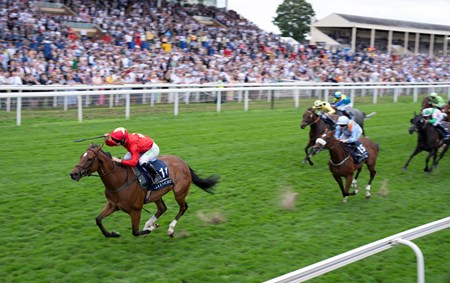 Highfield Princess (FR) - Horse Profile - BloodHorse