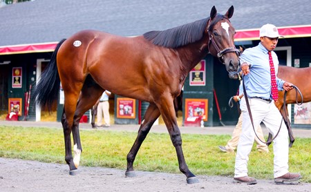 Into Mischief - Horse Profile - BloodHorse