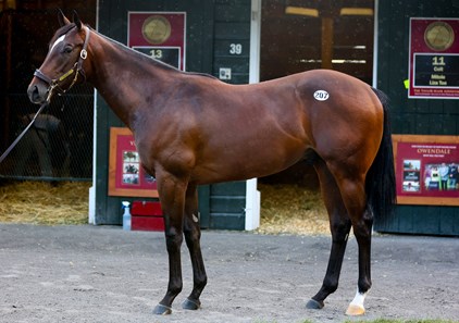 Into Mischief - Horse Profile - BloodHorse