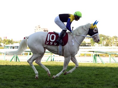 Sodashi (JPN) - Horse Profile - BloodHorse