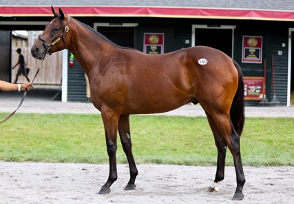 Uncle Mo - Horse Profile - BloodHorse