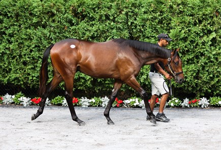 Gun Runner - Horse Profile - BloodHorse