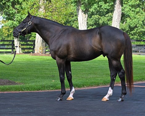 Sharp Azteca Rolling Early in Freshman Sire Ranks - BloodHorse