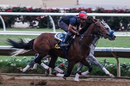 Flightline - Horse Profile - BloodHorse