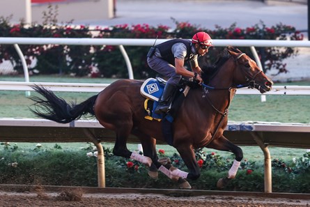 Flightline - Horse Profile - BloodHorse