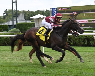 Conman - Horse Profile - BloodHorse