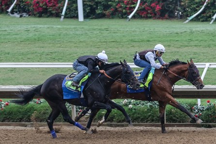 Newgate - Horse Profile - BloodHorse