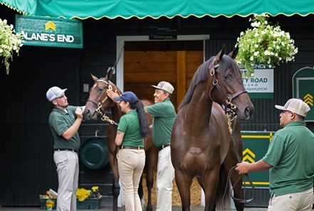 Quality Road - Horse Profile - BloodHorse