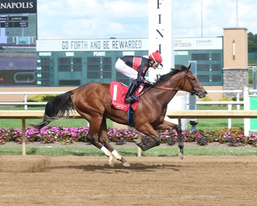 Belgian Blue - Horse Profile - BloodHorse
