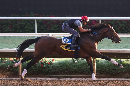 Flightline - Horse Profile - BloodHorse