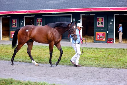 Into Mischief - Horse Profile - BloodHorse