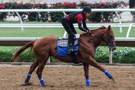 Taiba - Horse Profile - BloodHorse