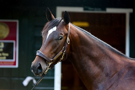 Into Mischief - Horse Profile - BloodHorse