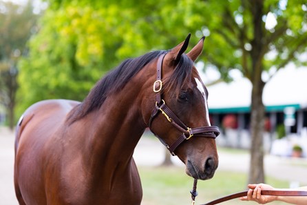 Union Rags - Horse Profile - BloodHorse
