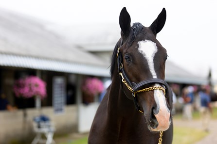 Sharp Azteca - Horse Profile - BloodHorse