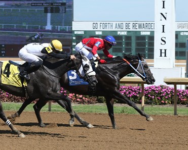 Blushing Belle - Horse Profile - BloodHorse