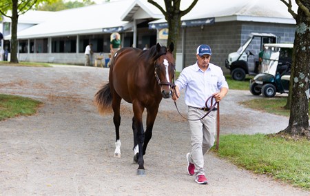 Union Rags - Horse Profile - BloodHorse