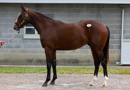 Union Rags - Horse Profile - BloodHorse