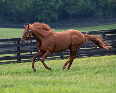 Gun Runner - Horse Profile - BloodHorse