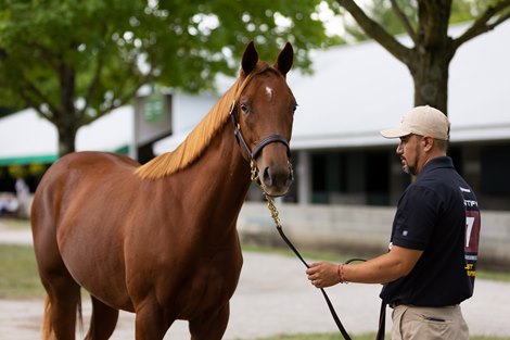 Justify Half Headlines Glennwood's Book 1 Offerings - BloodHorse