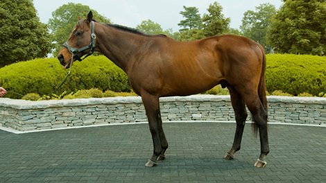 ICONS: Ghostzapper - Video - - BloodHorse