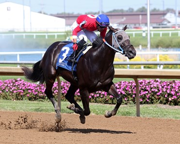 Blushing Belle - Horse Profile - BloodHorse