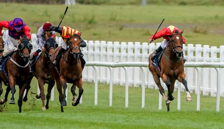 Highfield Princess (FR) - Horse Profile - BloodHorse