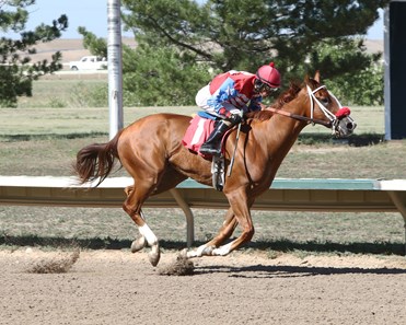 Wheeler Dealer - Horse Profile - BloodHorse