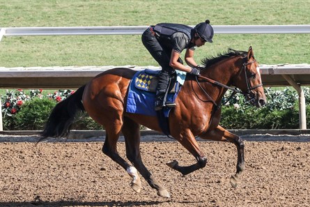 Newgate - Horse Profile - BloodHorse