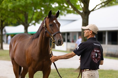 Into Mischief - Horse Profile - BloodHorse