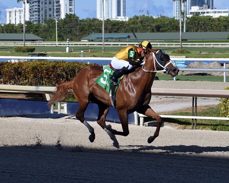 Awesome Strong, Lynx Look to Sweep Florida Divisions - BloodHorse