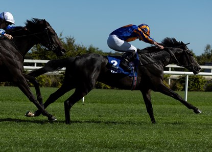 Auguste Rodin (IRE) - Horse Profile - BloodHorse