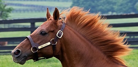 Gun Runner - Horse Profile - BloodHorse