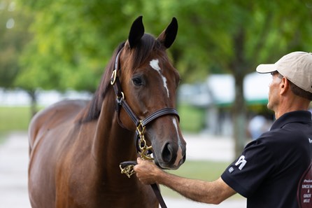 Into Mischief - Horse Profile - BloodHorse