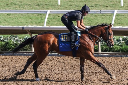 Newgate - Horse Profile - BloodHorse
