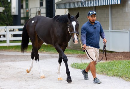Sharp Azteca - Horse Profile - BloodHorse