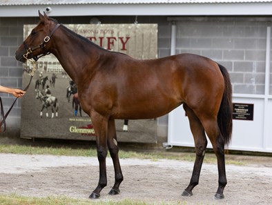 Into Mischief - Horse Profile - BloodHorse