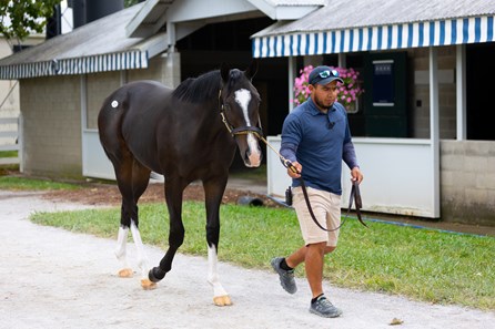 Sharp Azteca - Horse Profile - BloodHorse