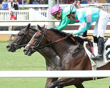 Dandy Handyman - Horse Profile - BloodHorse