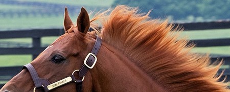 Gun Runner - Horse Profile - BloodHorse