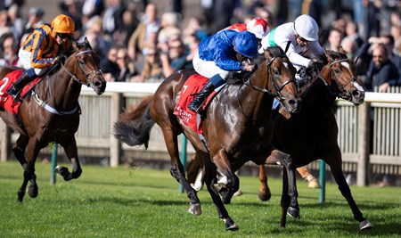 Silver Knott (GB) - Horse Profile - BloodHorse