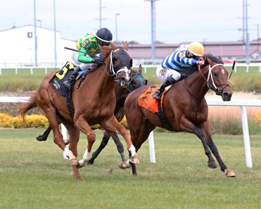 Lord Donegal - Horse Profile - BloodHorse