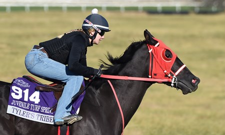 Tyler's Tribe - Horse Profile - BloodHorse