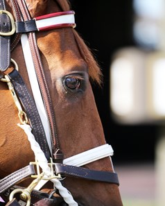 Rich Strike - Horse Profile - BloodHorse